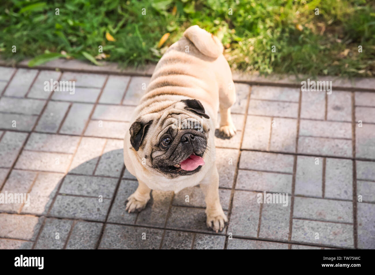 Cute overweight pug, outdoors Stock Photo - Alamy