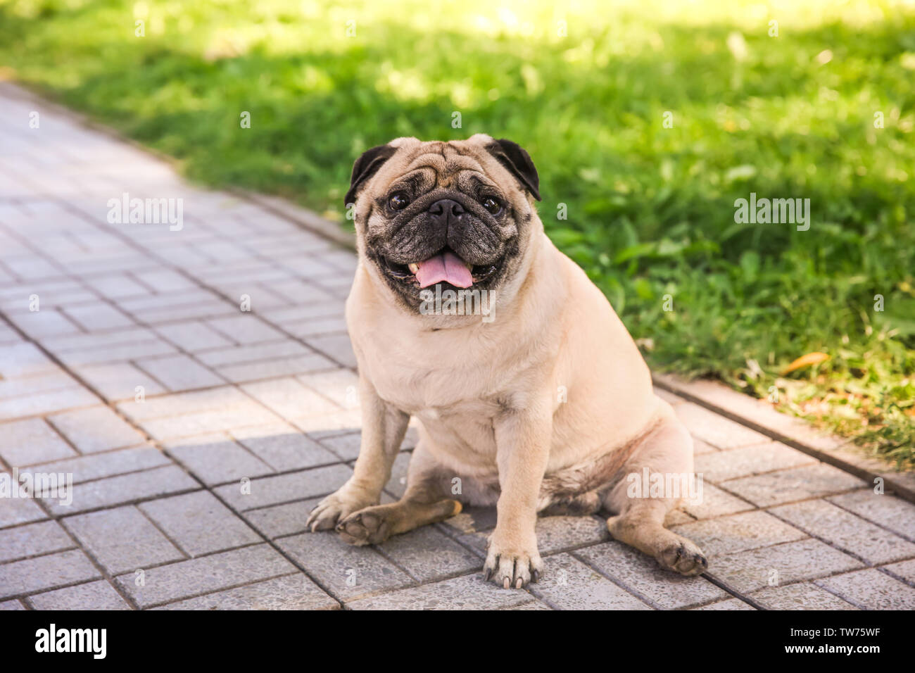 Cute overweight pug, outdoors Stock Photo - Alamy