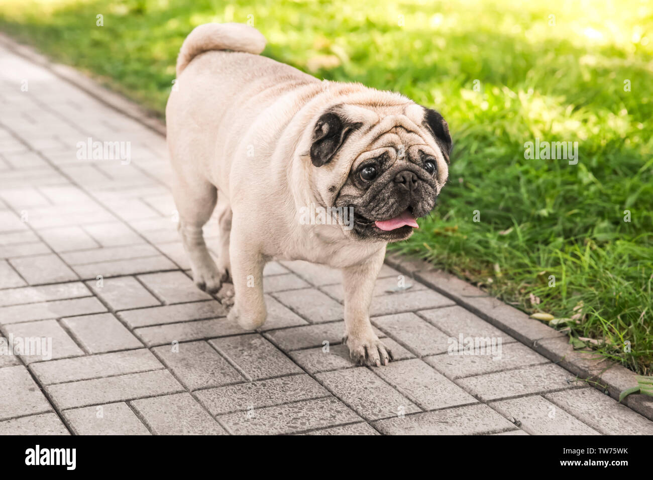 Cute overweight pug, outdoors Stock Photo - Alamy