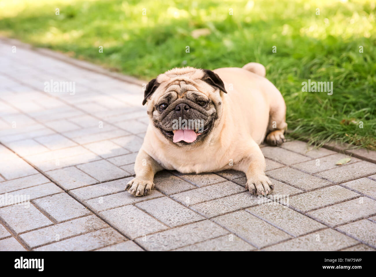 Cute overweight pug, outdoors Stock Photo - Alamy