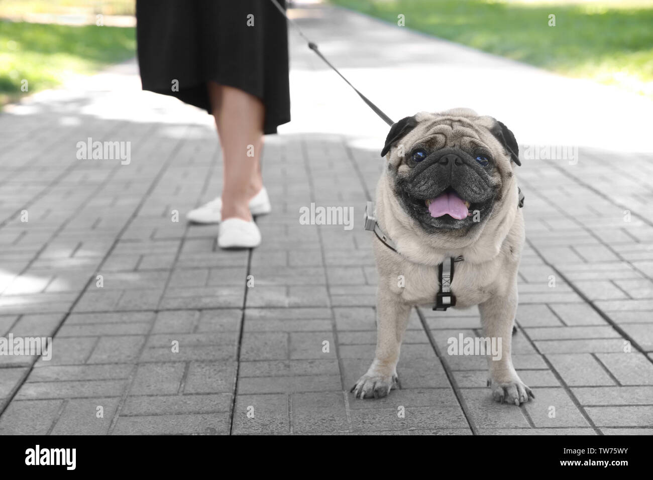Cute overweight pug with owner, outdoors Stock Photo - Alamy