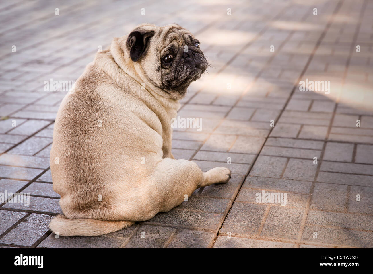 Cute overweight pug, outdoors Stock Photo - Alamy