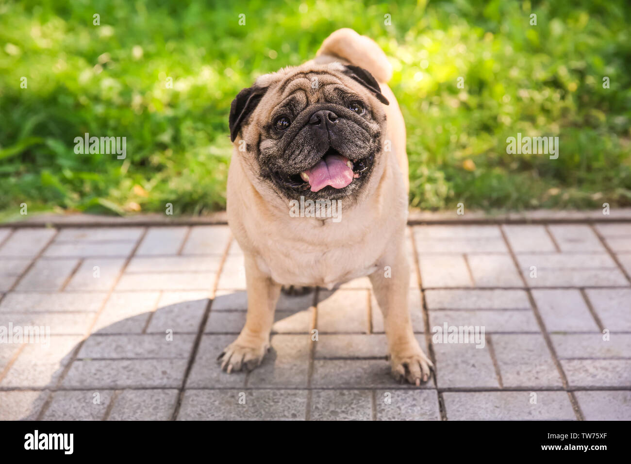 Cute overweight pug, outdoors Stock Photo - Alamy