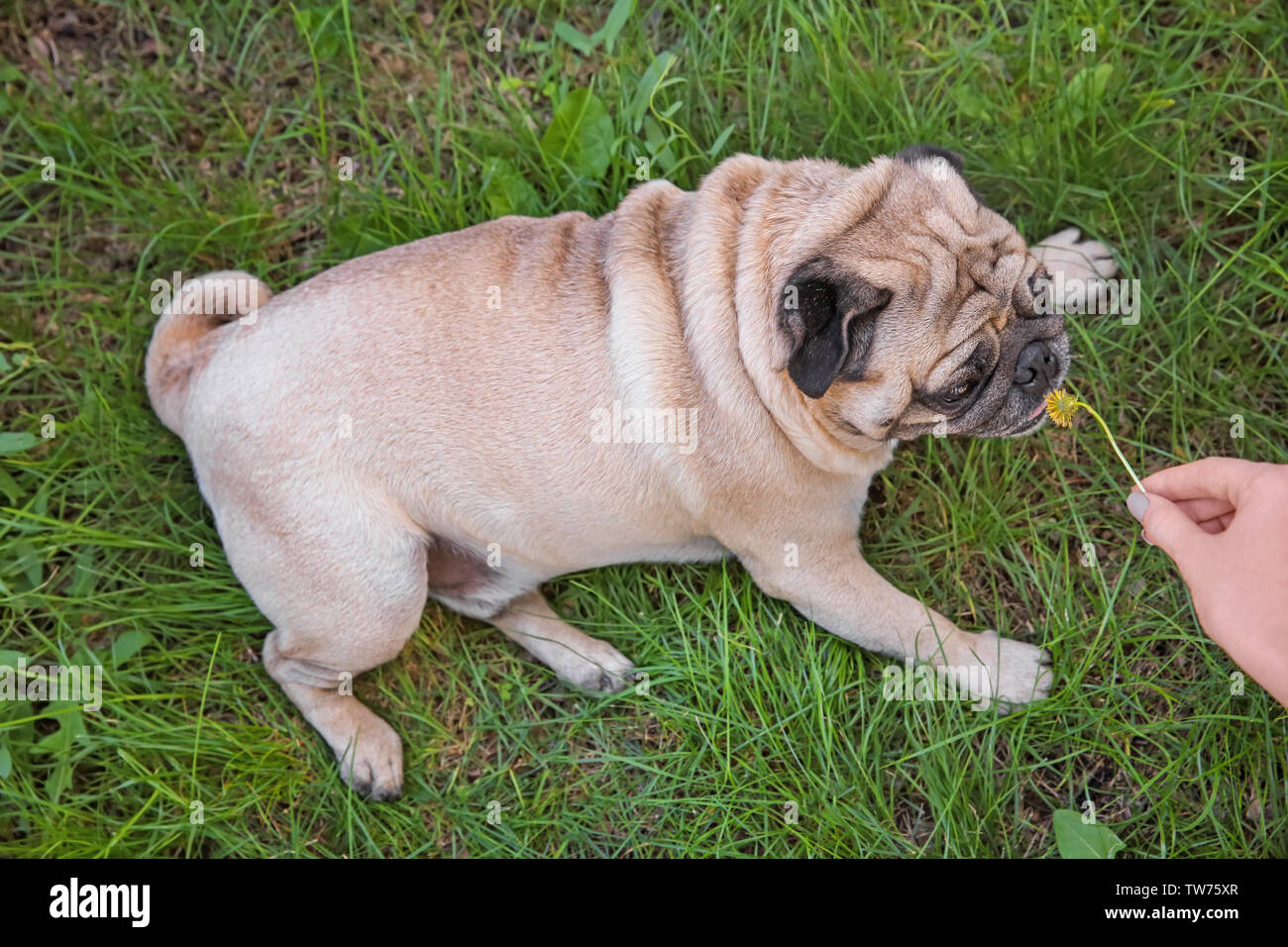Cute overweight pug dog with owner, outdoors Stock Photo - Alamy