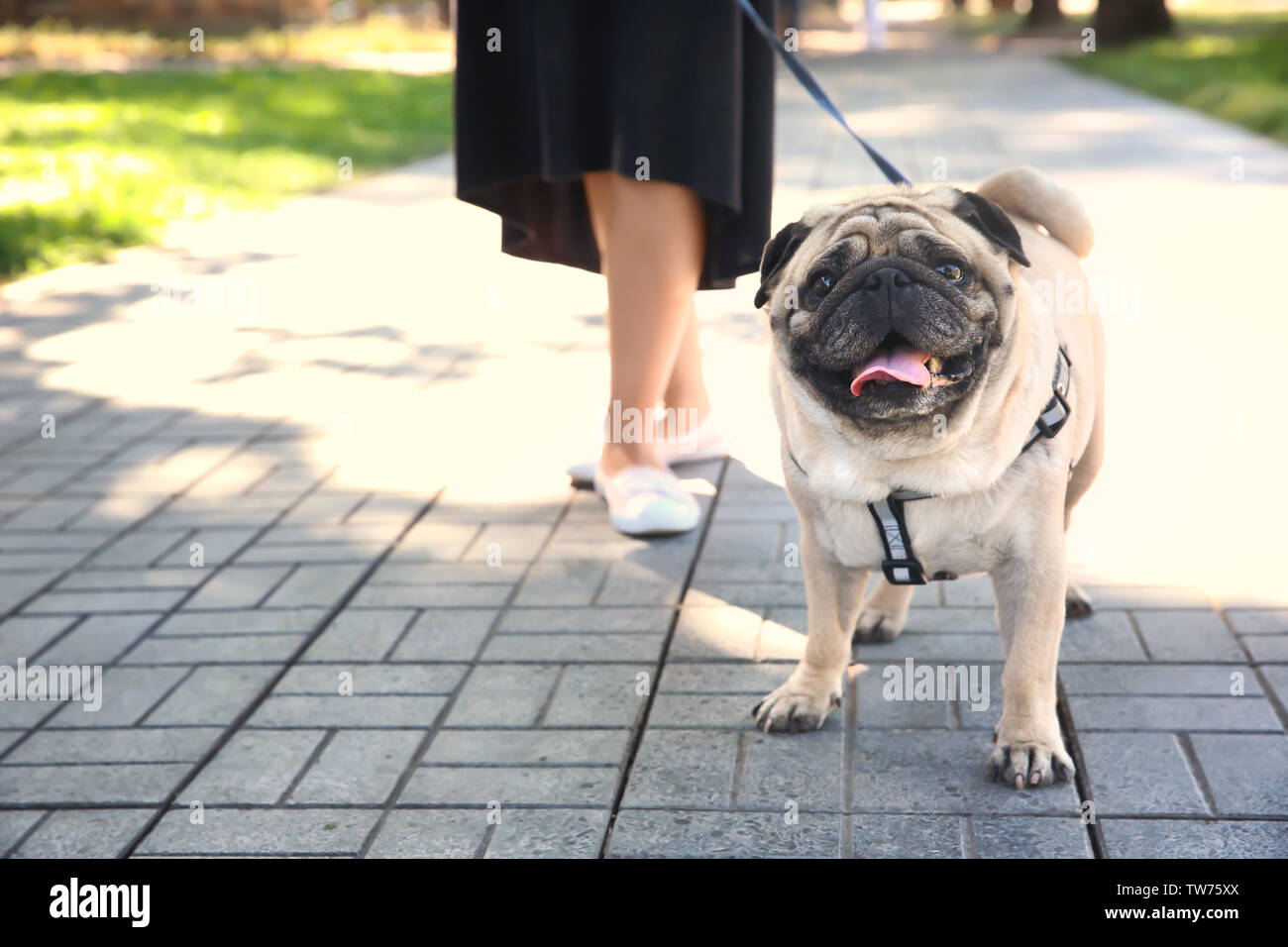 Cute overweight pug with owner, outdoors Stock Photo - Alamy