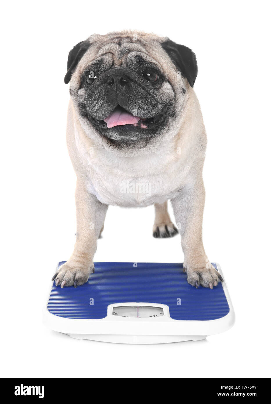 Fat animal weight scale hi-res stock photography and images - Alamy