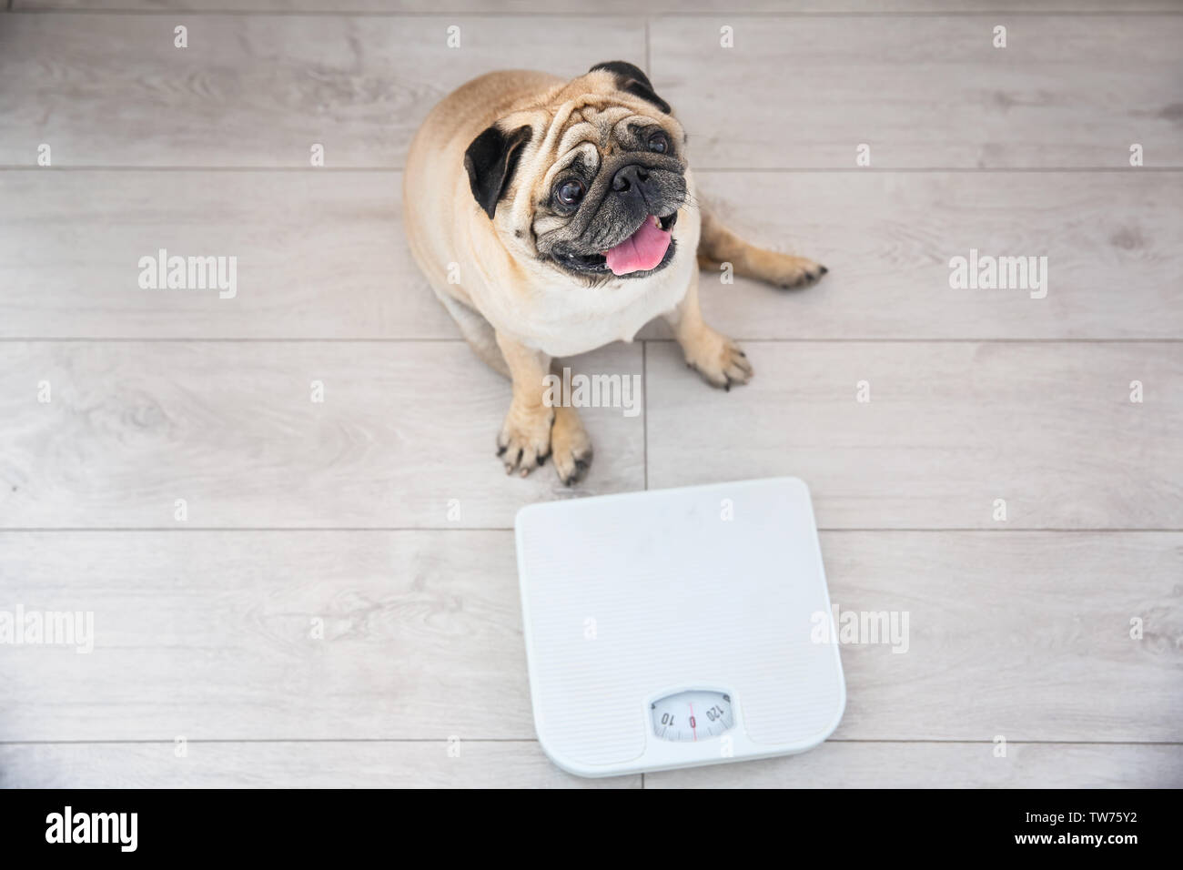 Cute overweight pug on floor with weight scale at home Stock Photo - Alamy