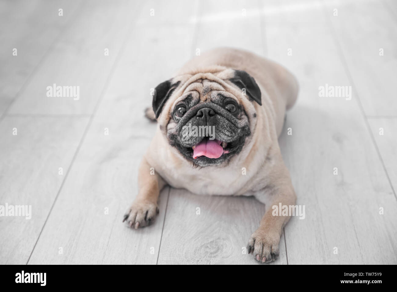 Cute overweight pug on floor at home Stock Photo - Alamy