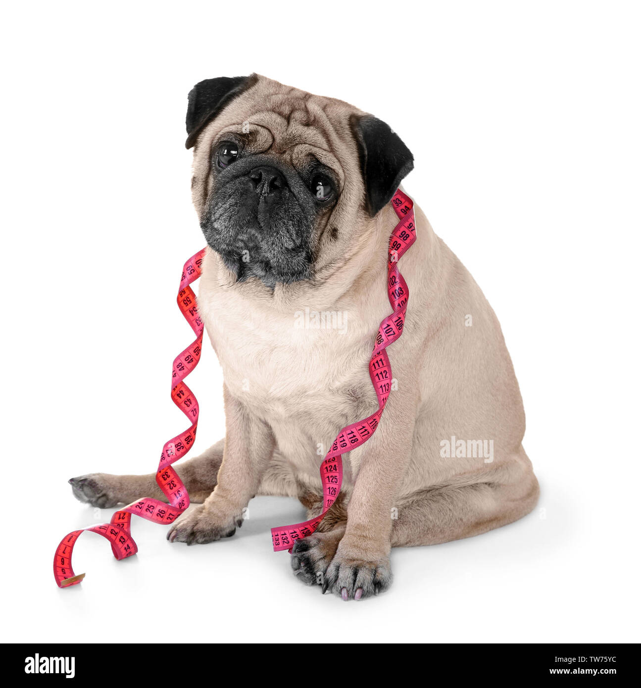 Cute overweight pug with measuring tape on white background Stock Photo ...