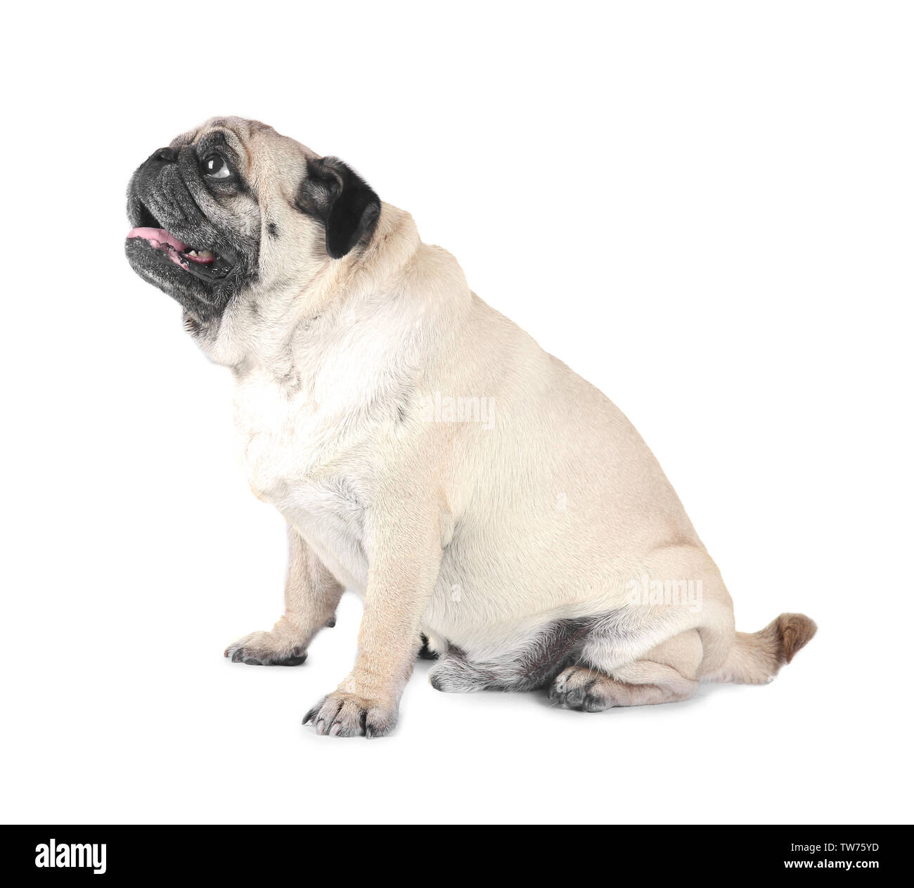 Cute overweight pug on white background Stock Photo - Alamy