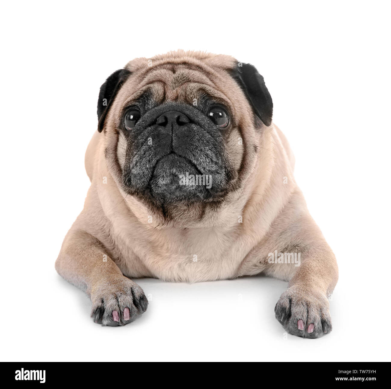 Cute overweight pug on white background Stock Photo - Alamy
