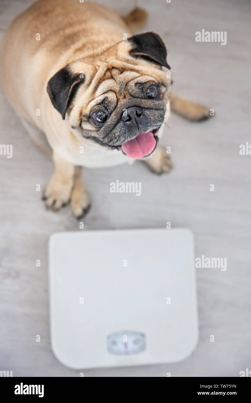 Cute overweight pug on floor with weight scale at home Stock Photo - Alamy