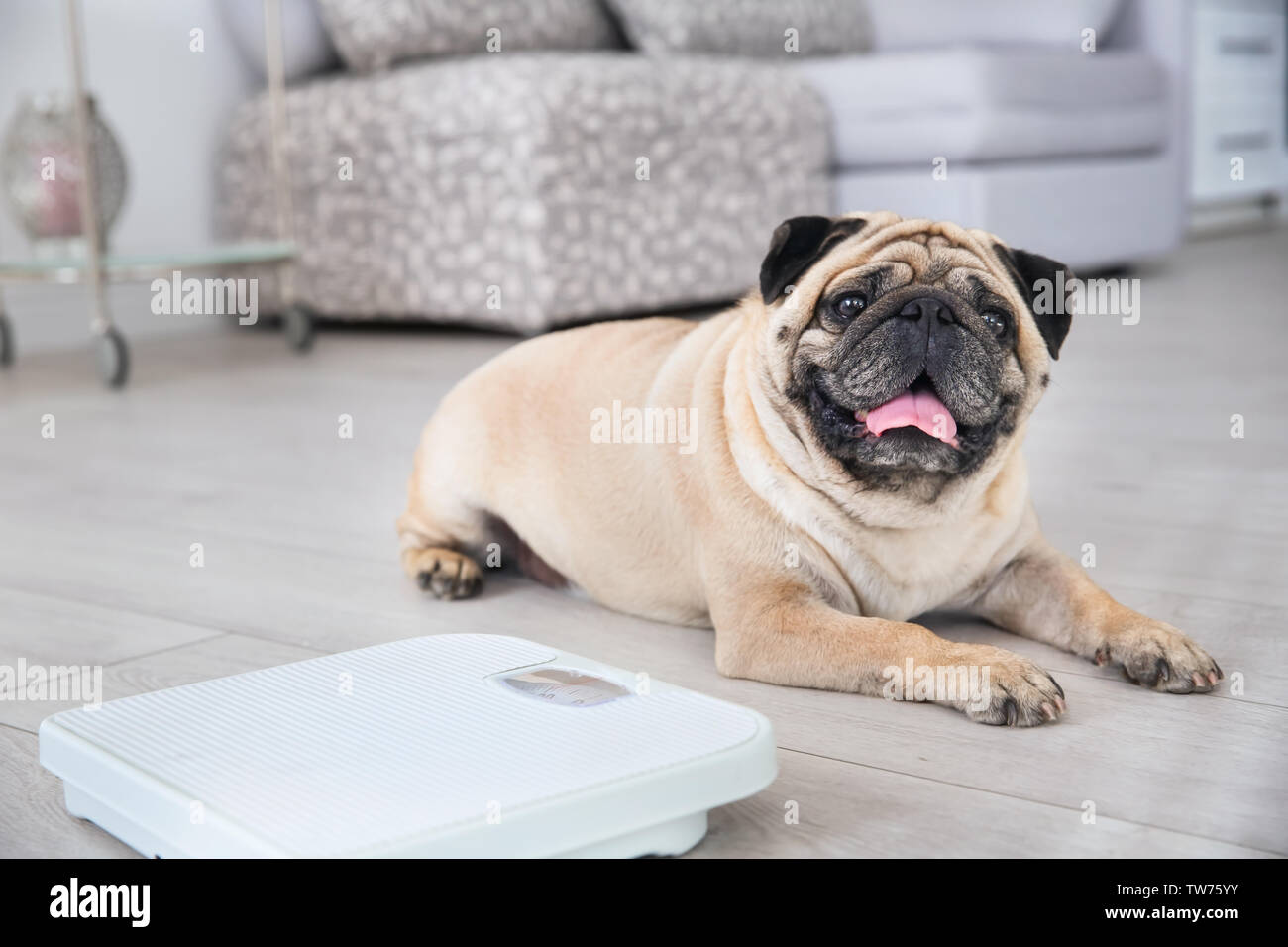 Cute overweight pug on floor with weight scale at home Stock Photo - Alamy