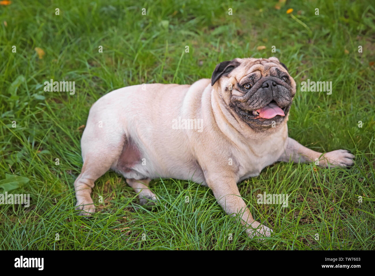 Cute overweight pug on green grass Stock Photo - Alamy