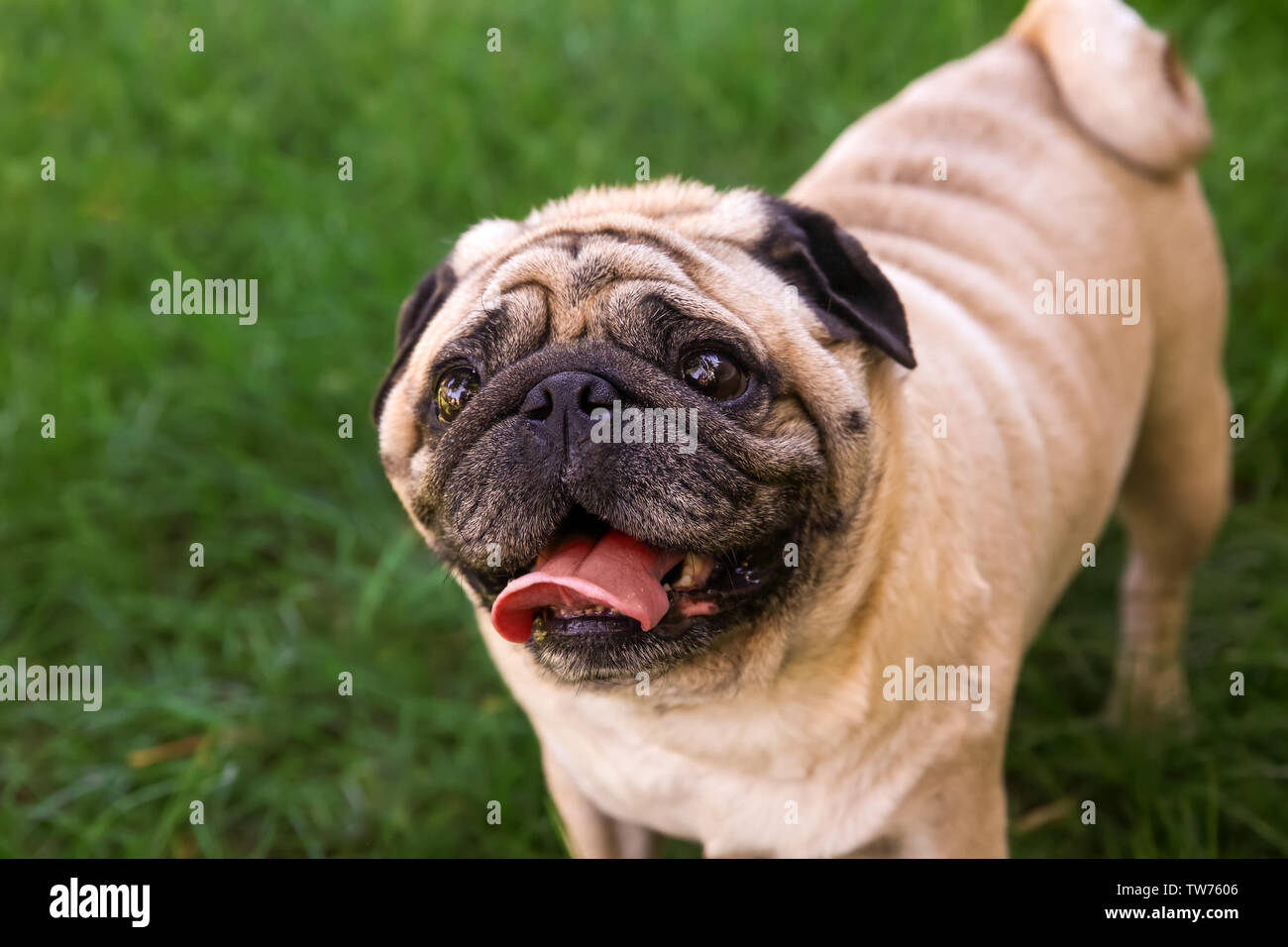 Cute overweight pug on green grass Stock Photo - Alamy