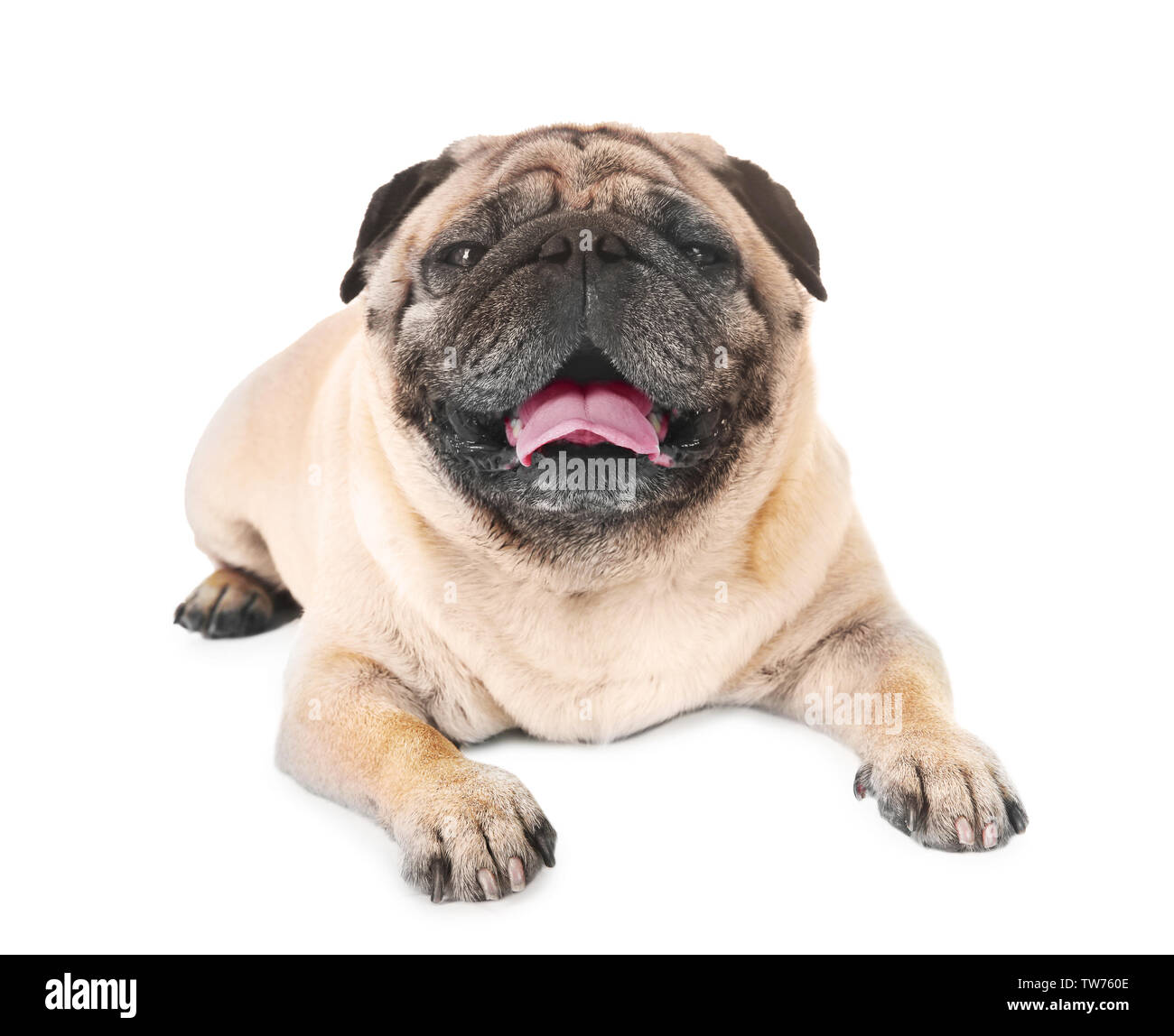 Cute overweight pug on white background Stock Photo - Alamy