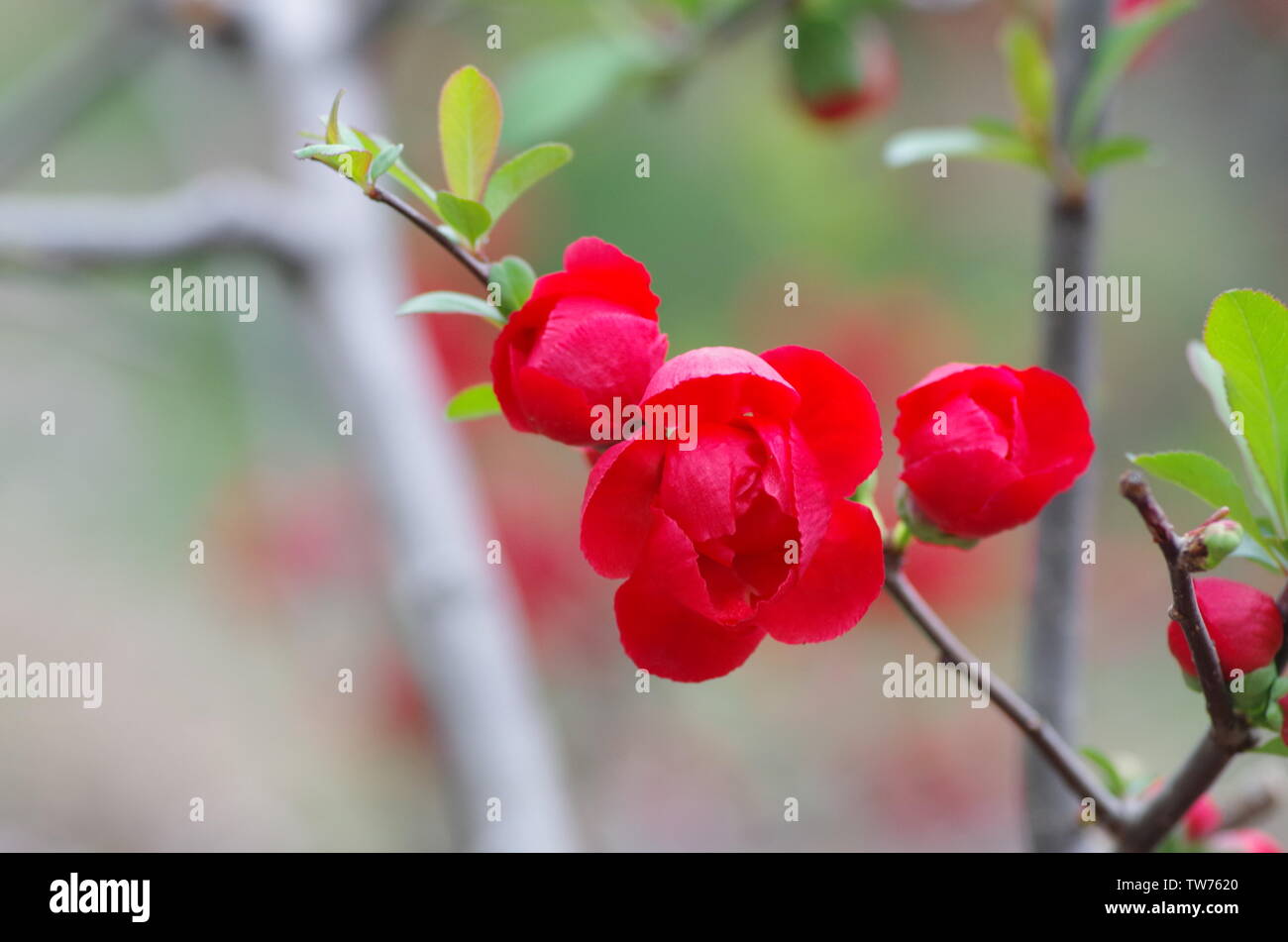 The flowers bloom, the spring is pleasant Stock Photo - Alamy