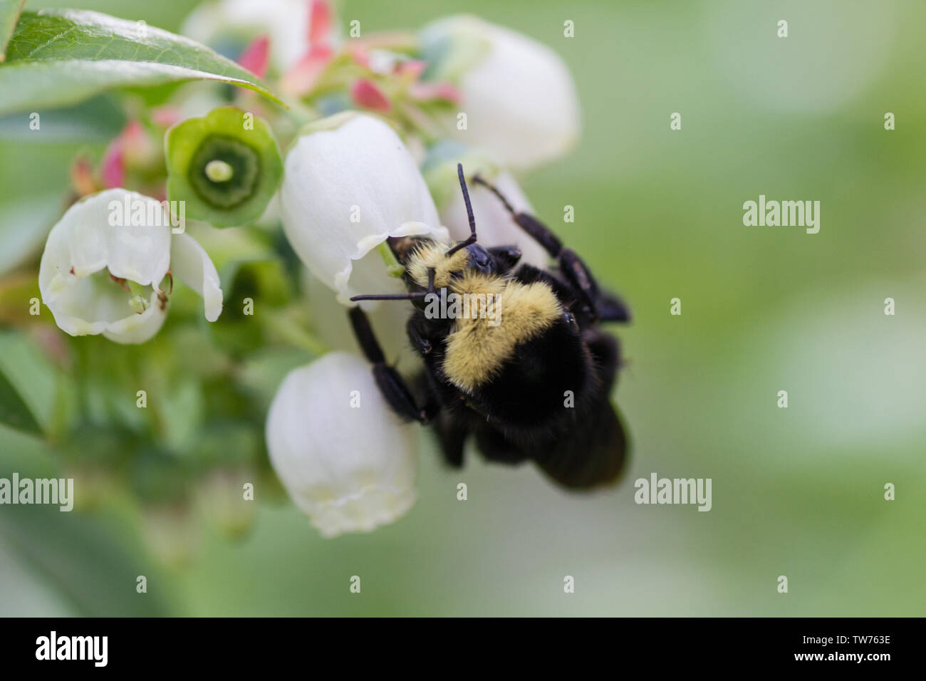 All stages of blueberry flowers and fruit Stock Photo - Alamy