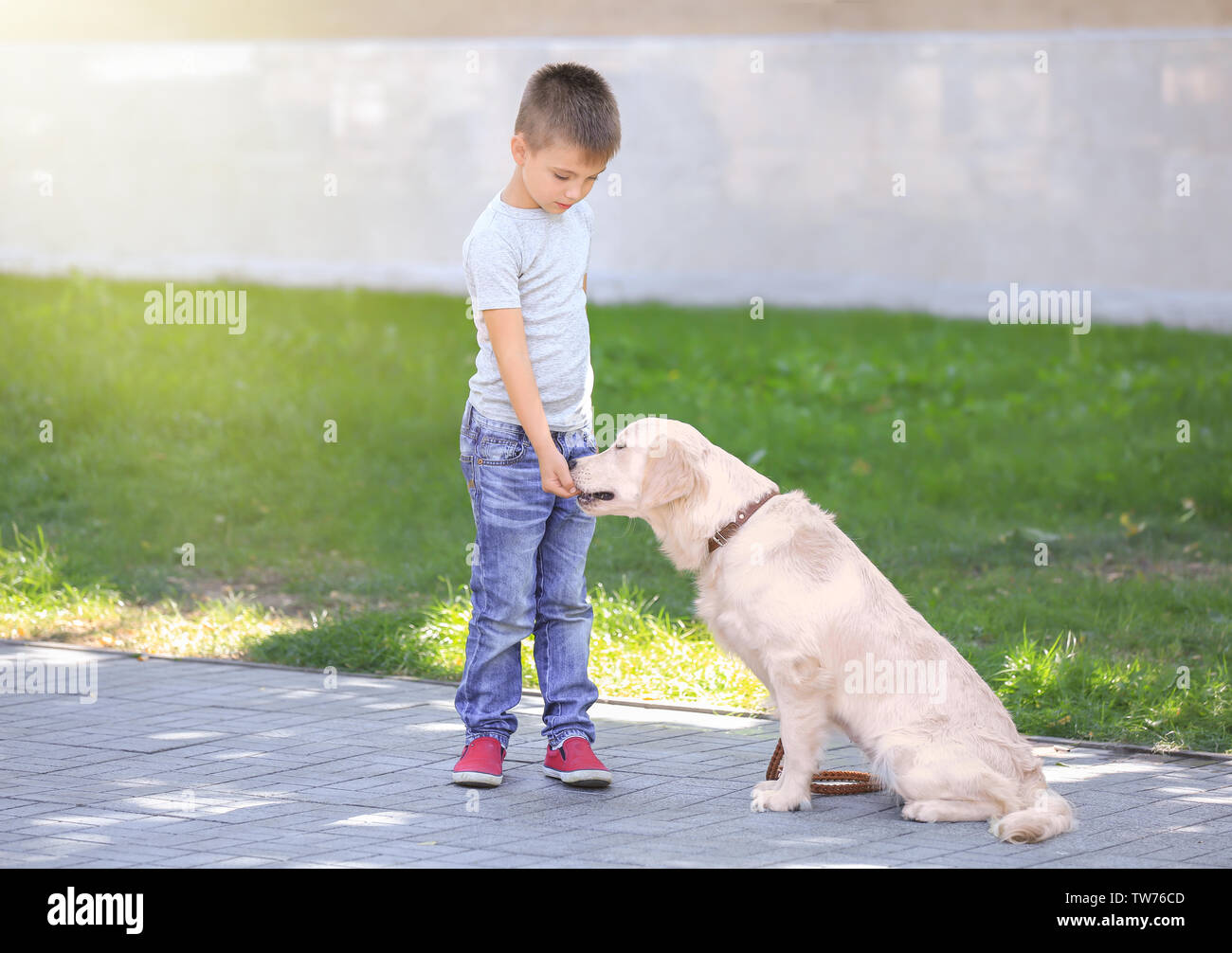 Cute little boy training dog in park Stock Photo - Alamy
