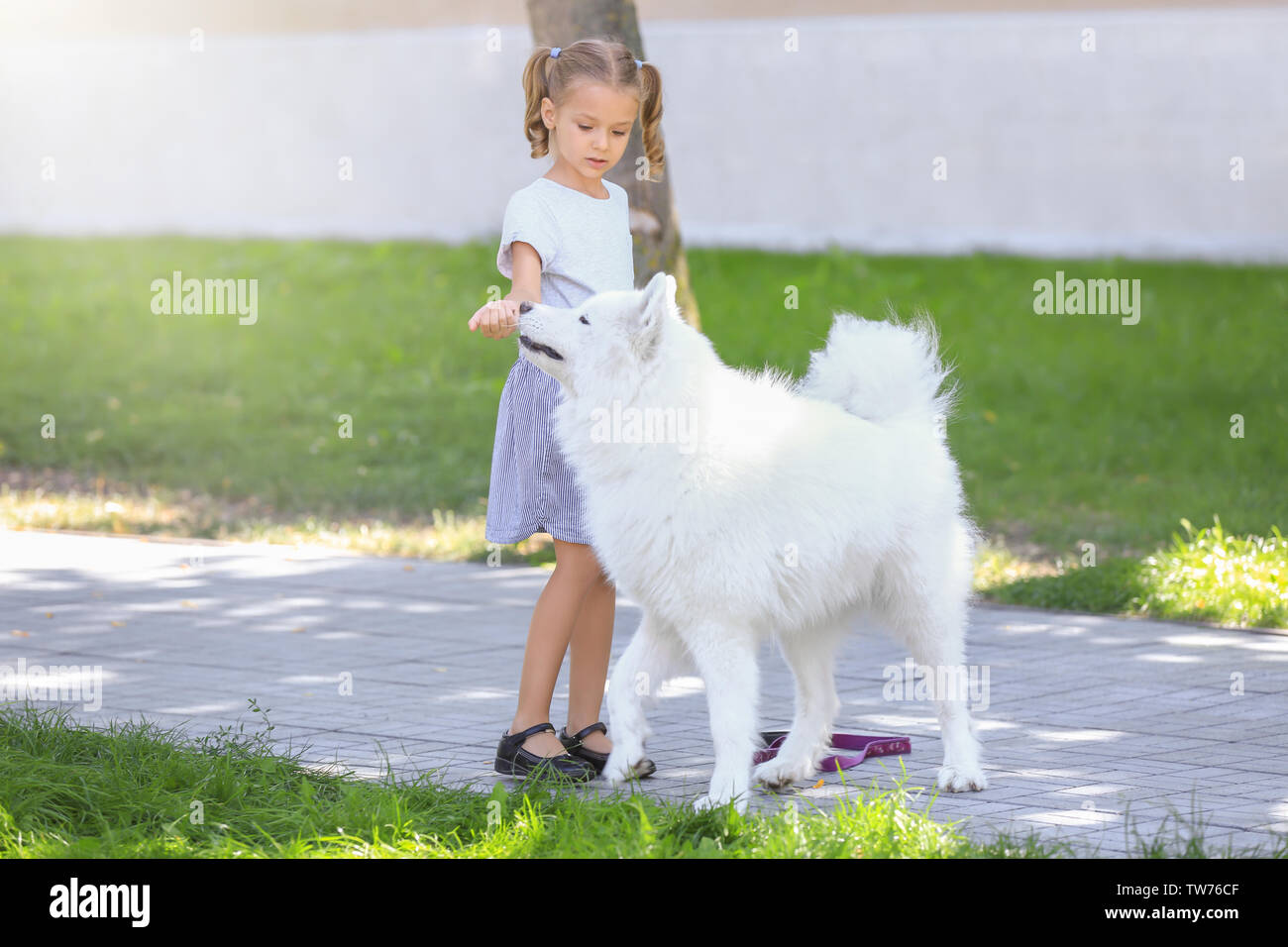 Cute little girl training dog in park Stock Photo - Alamy