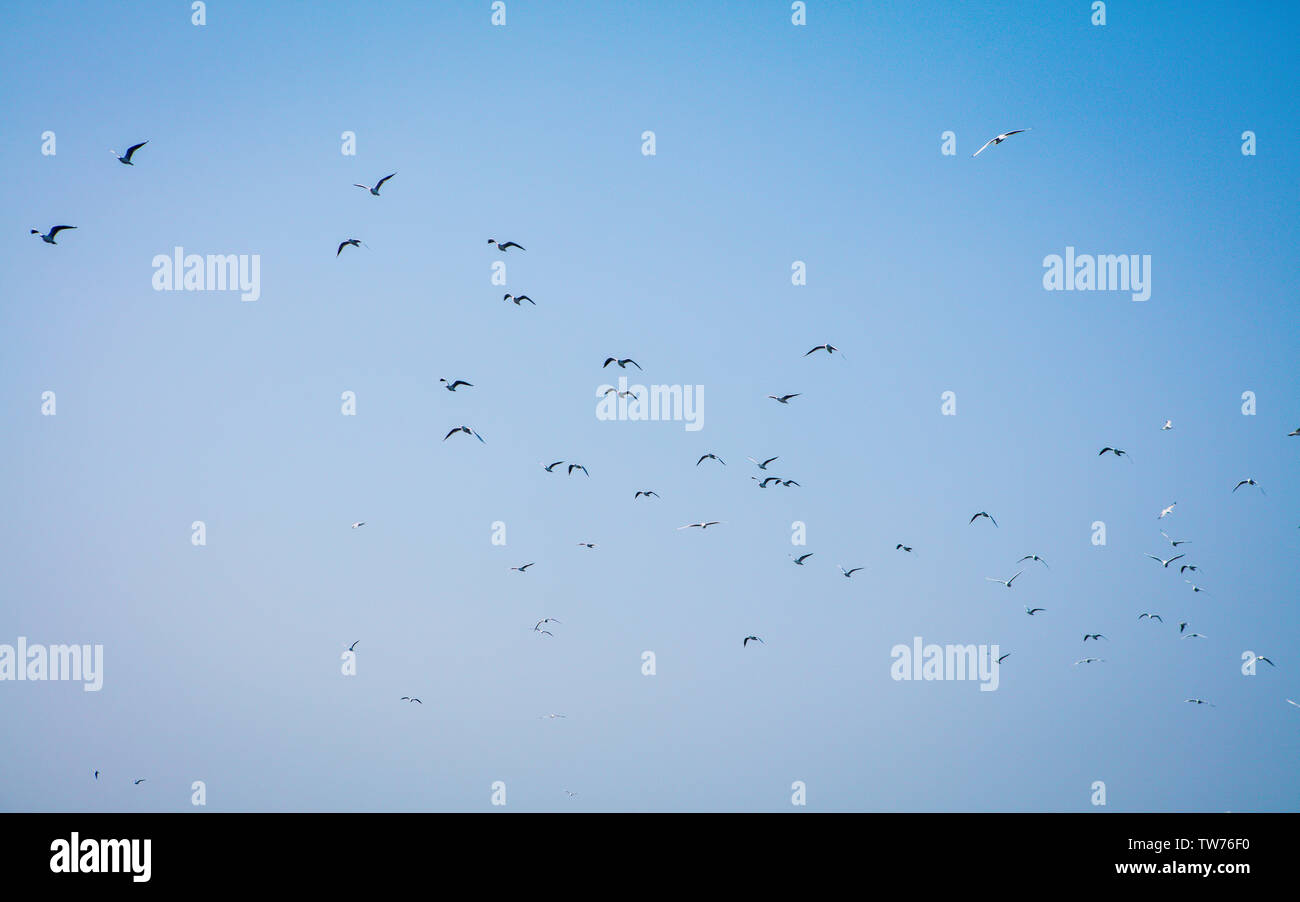 Red-billed gull at sea ridge dam in Dianchi Lake, Kunming Stock Photo ...