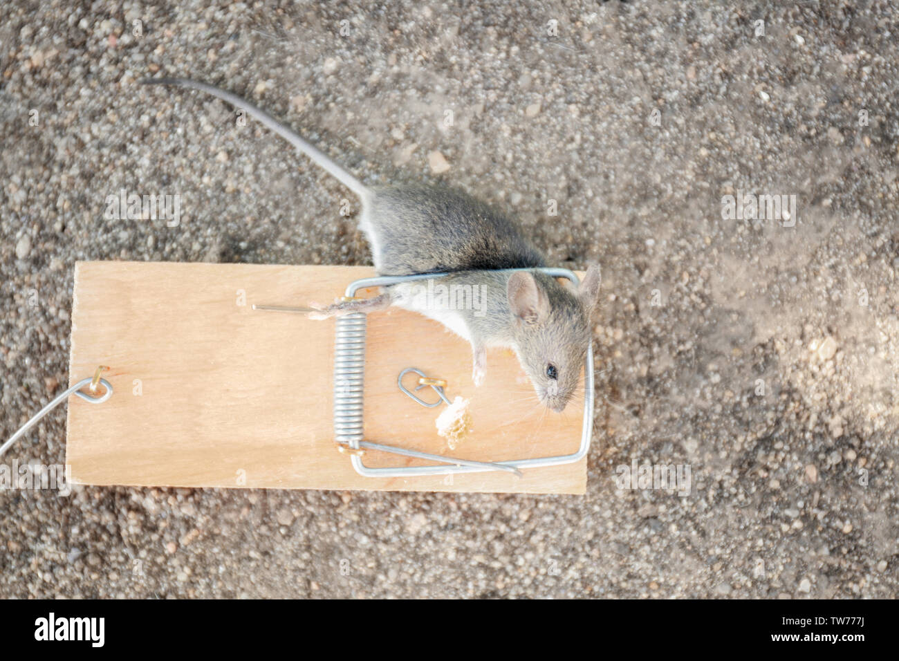 Dead mouse caught in trap outdoors Stock Photo - Alamy Dead mouse caught in trap outdoors Stock Photo - Alamy