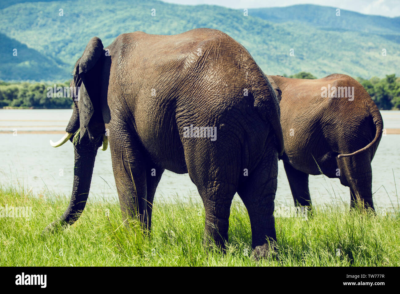 Africa, Zimbabwe, manaturals, national parks, animals, elephants, baby ...
