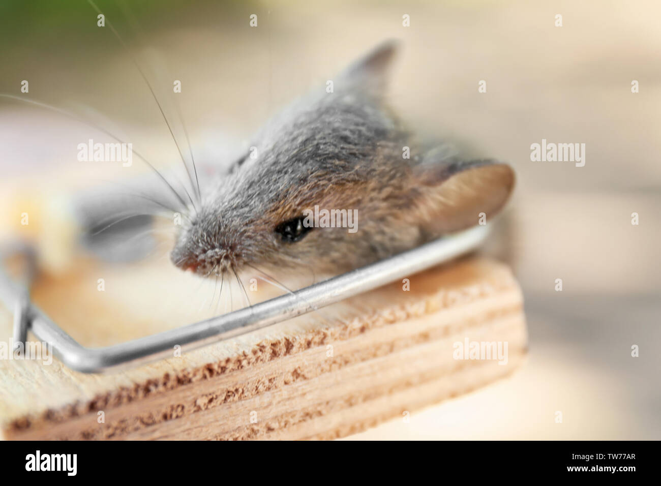 Dead mouse caught in trap outdoors Stock Photo - Alamy Dead mouse caught in trap outdoors Stock Photo - Alamy