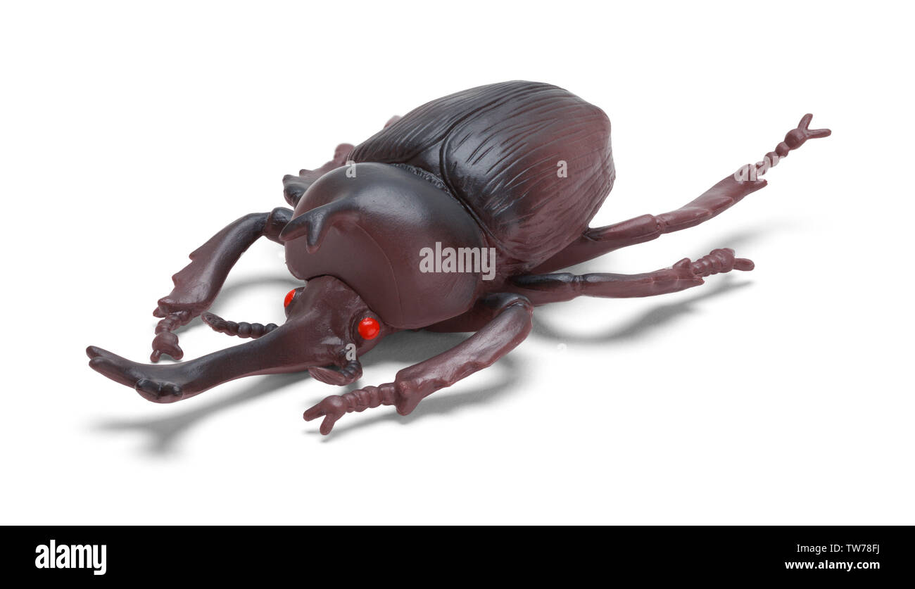 Toy Bettle Front View Isolated on White Background Stock Photo - Alamy