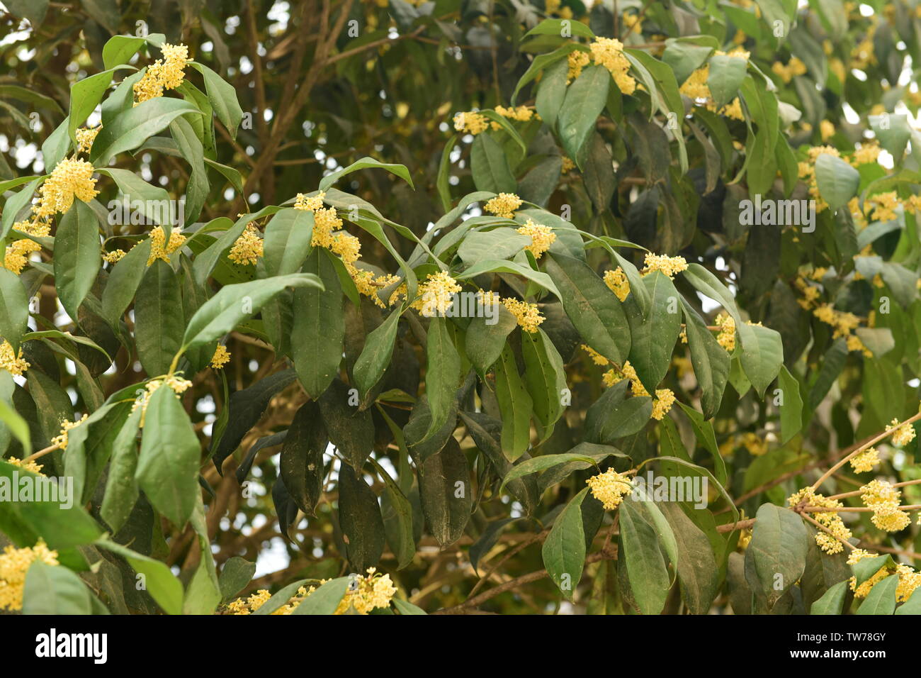 Golden osmanthus hi-res stock photography and images - Alamy