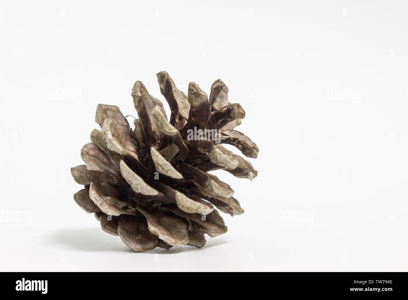 Micro pine cone hi-res stock photography and images - Alamy