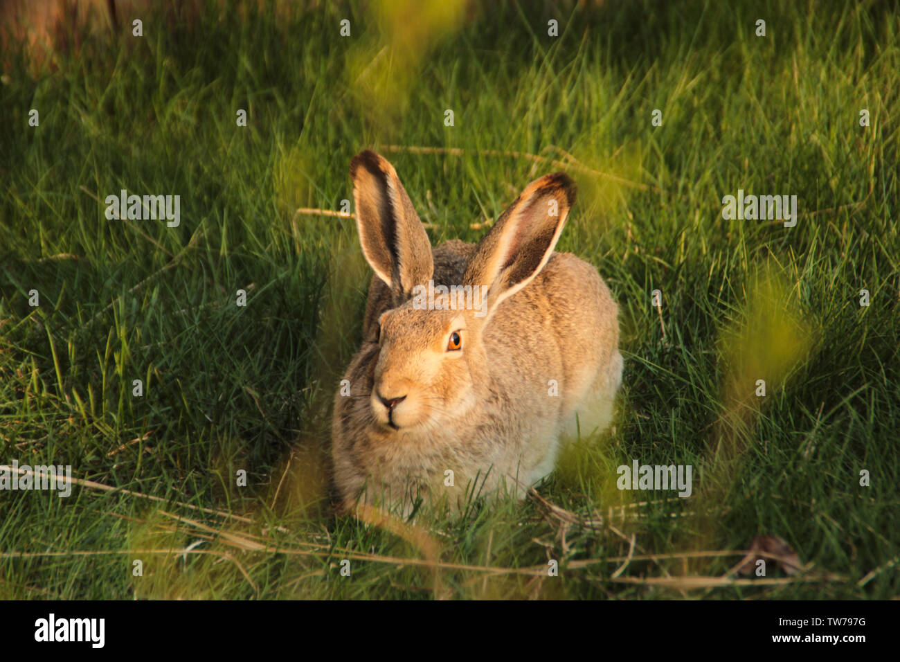 Jackrabbit Eating High Resolution Stock Photography and Images - Alamy