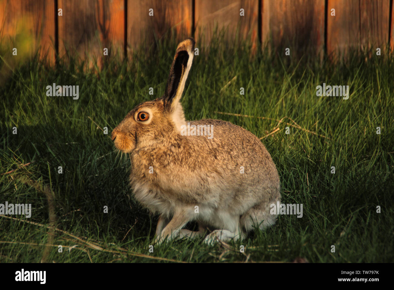 White tailed jackrabbit hi-res stock photography and images - Alamy