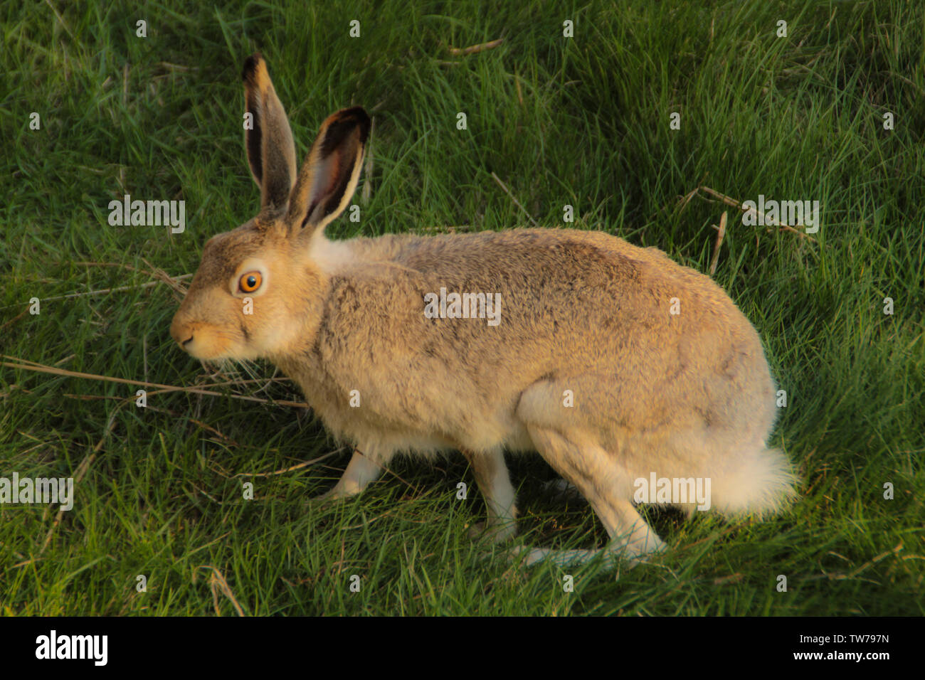 White tailed jackrabbit hi-res stock photography and images - Alamy