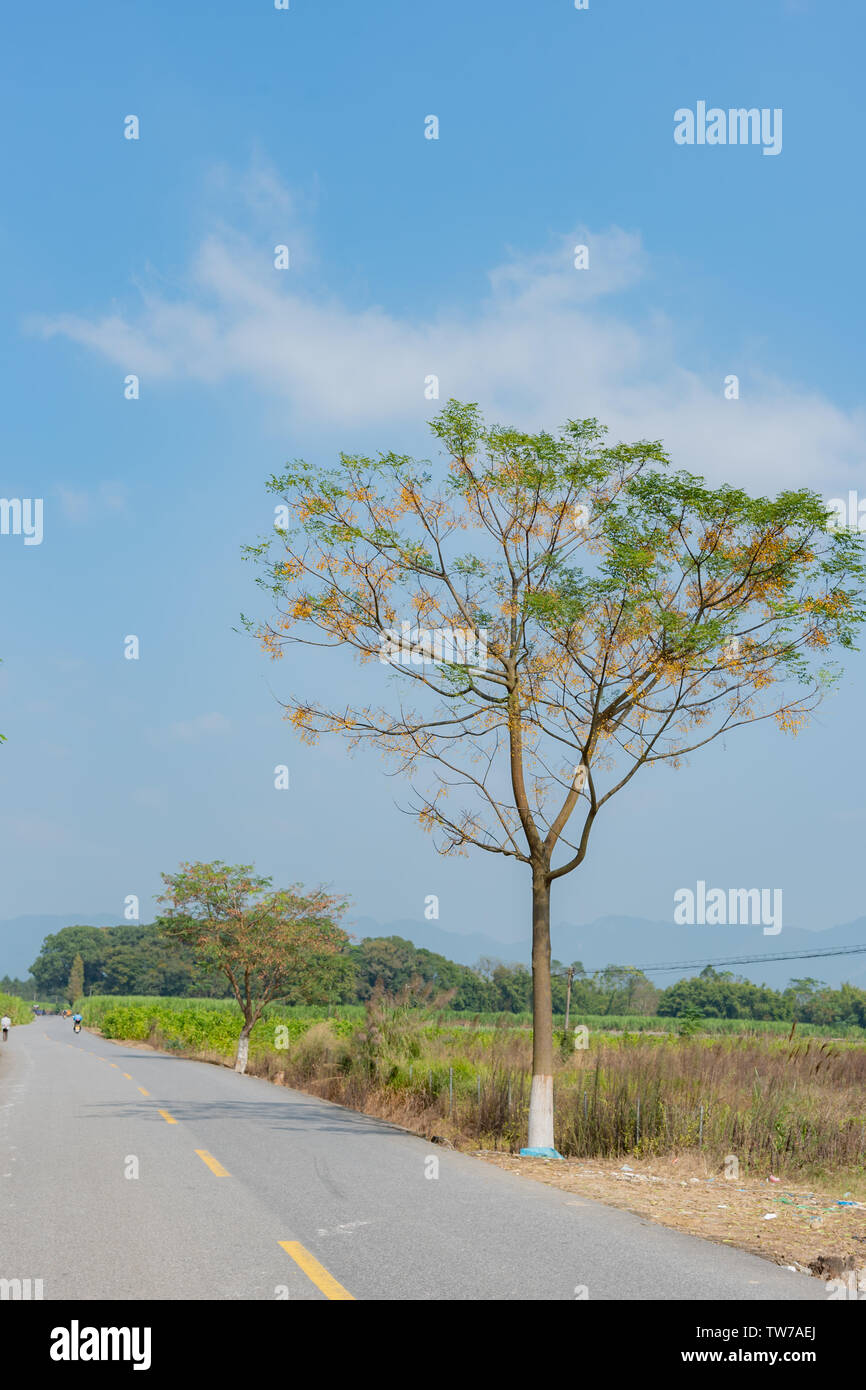 Neem trees hi-res stock photography and images - Alamy