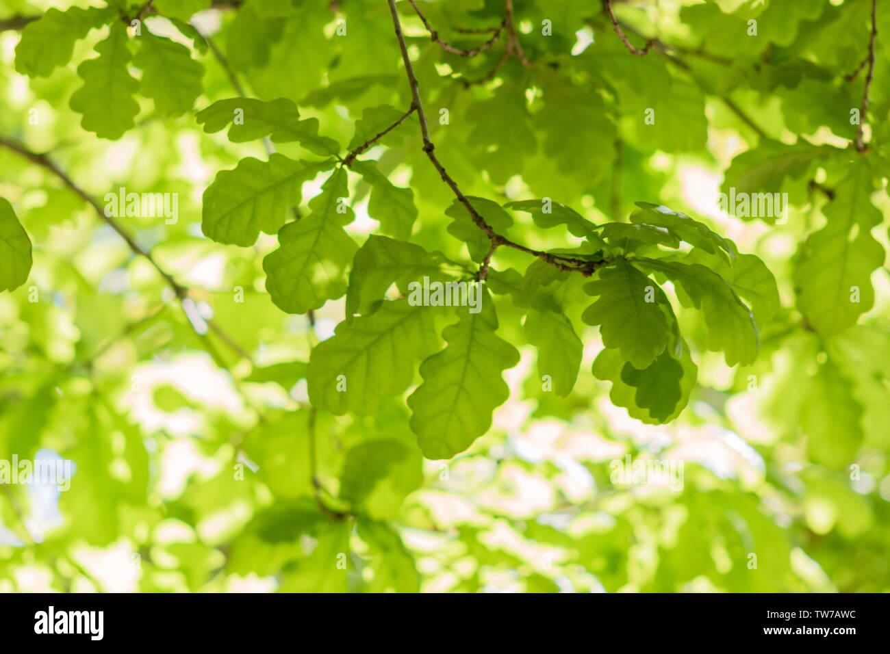 Background image of vibrant green English Oak Tree foliage Stock Photo ...