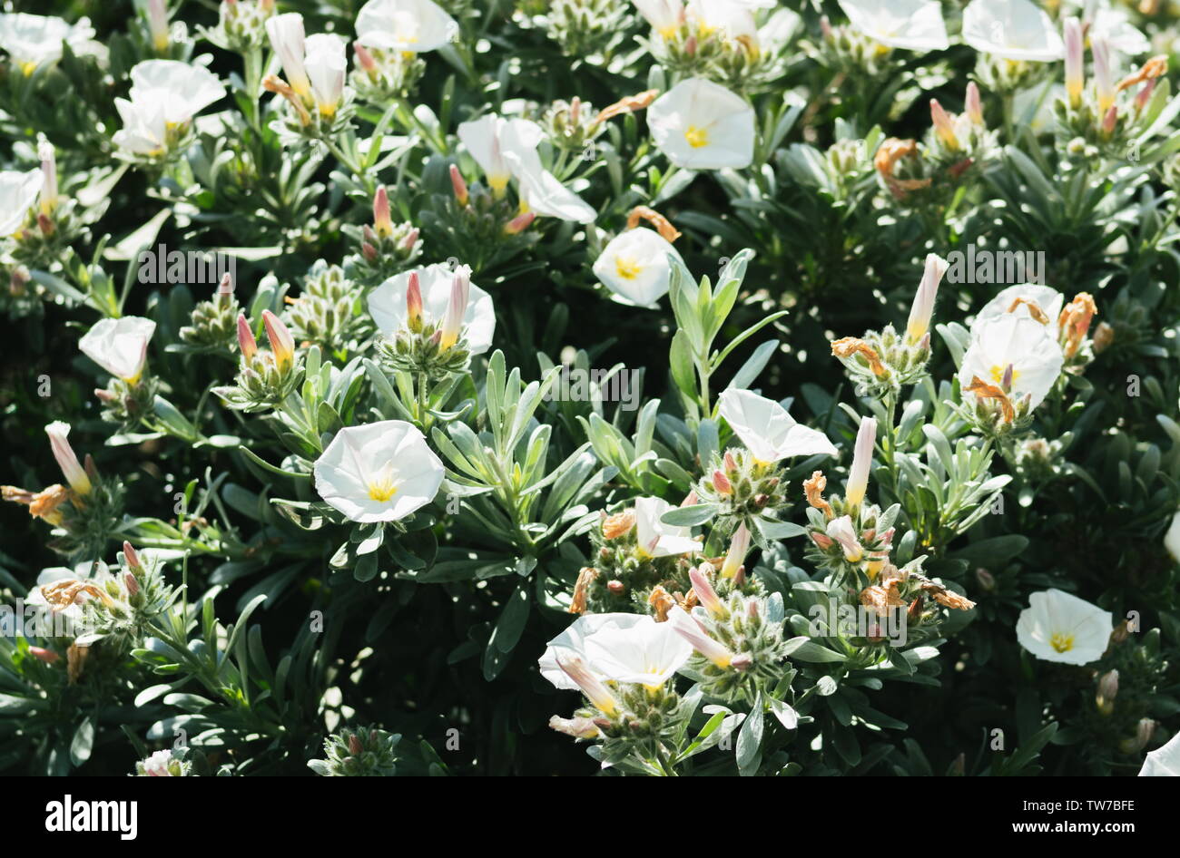 Silver bush hi-res stock photography and images - Alamy