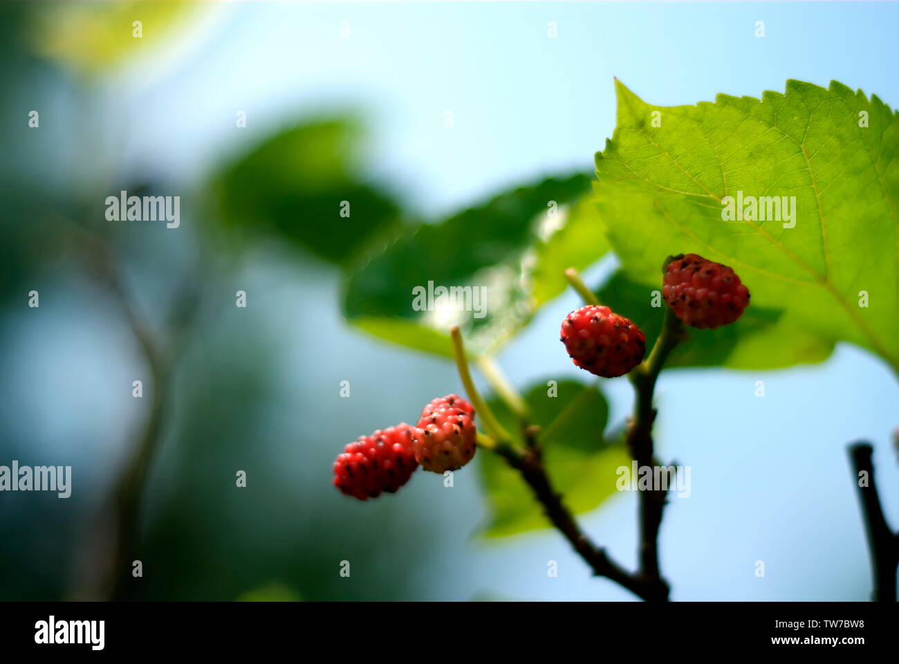 Mulberry grains hi-res stock photography and images - Alamy