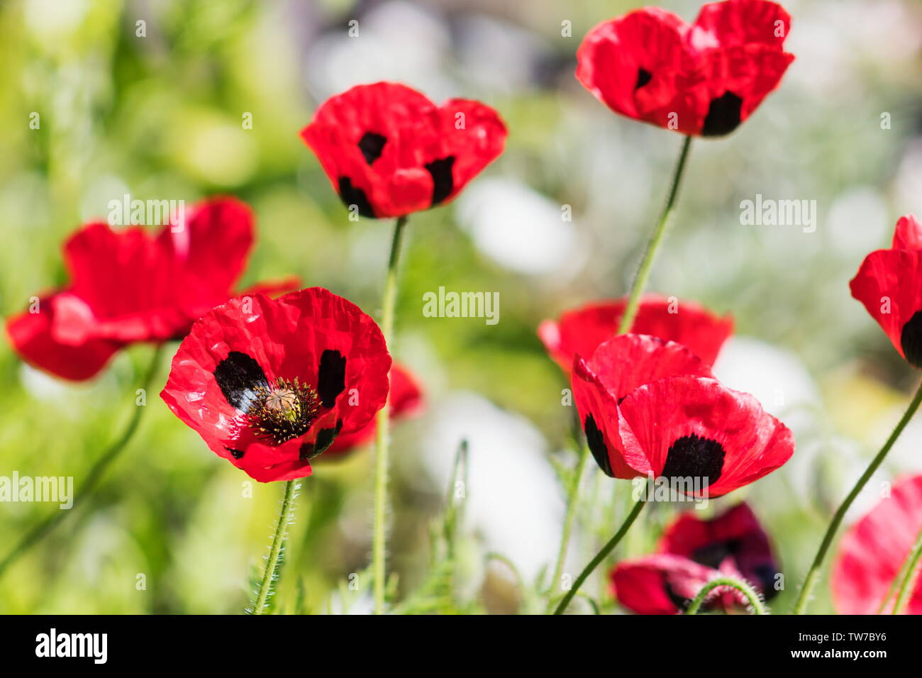 Ladybird poppy up close hi-res stock photography and images - Alamy