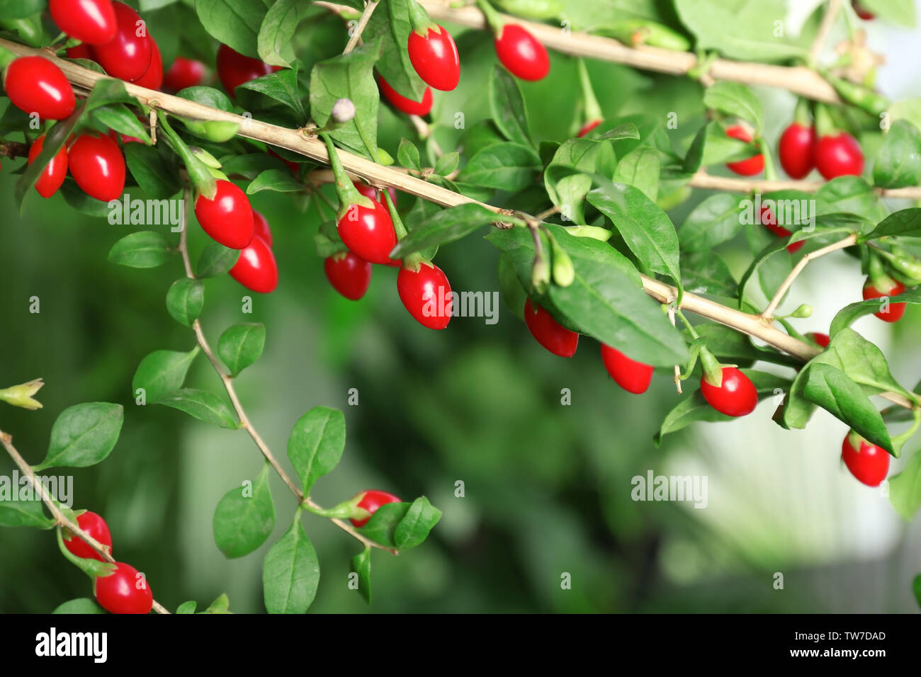 Ripe goji berries on bush, closeup Stock Photo - Alamy