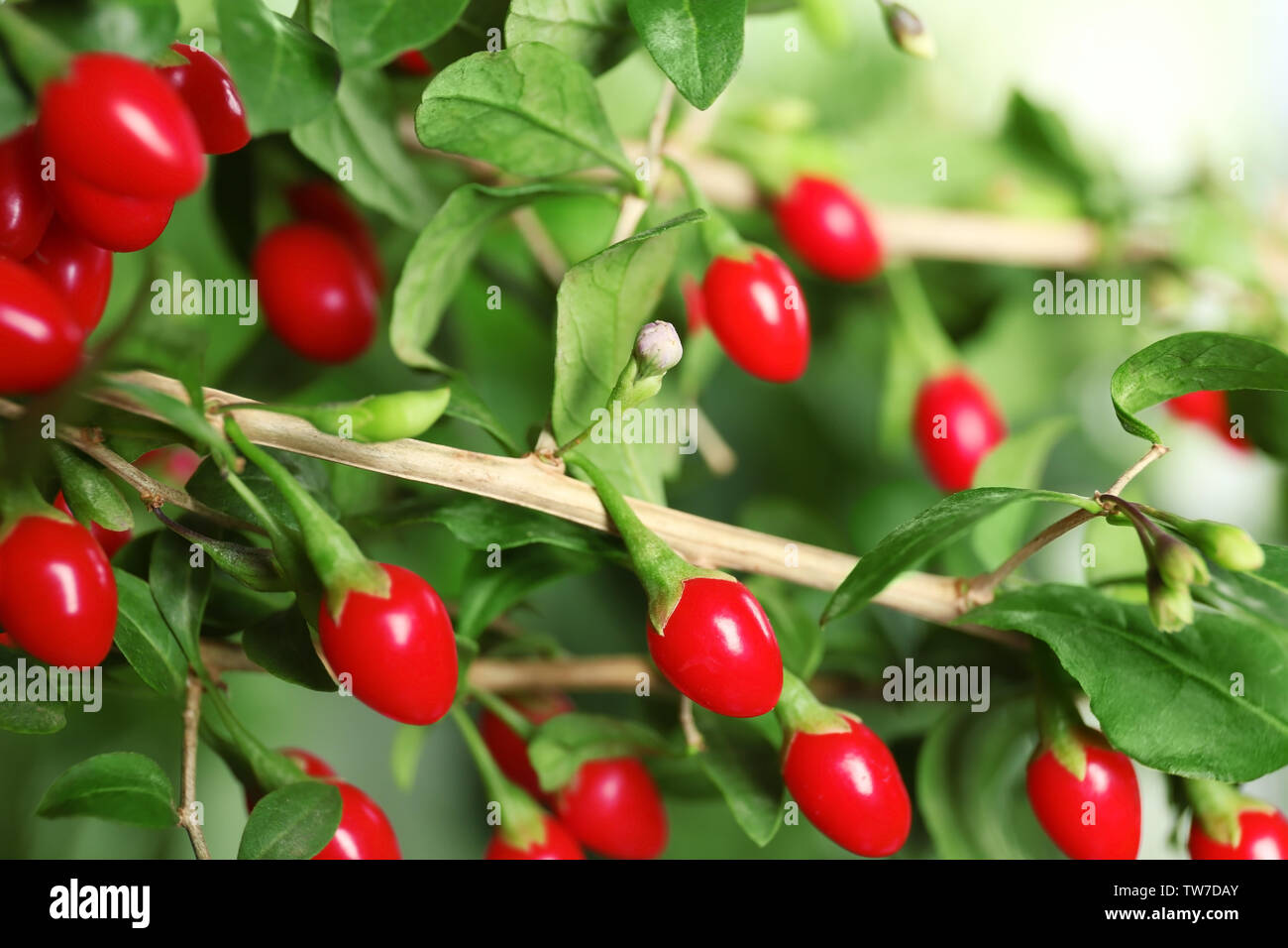 Ripe goji berries on bush, closeup Stock Photo - Alamy