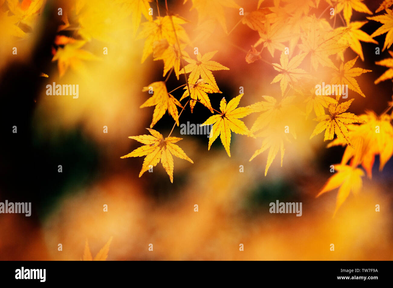 Fall maple leaves Stock Photo - Alamy