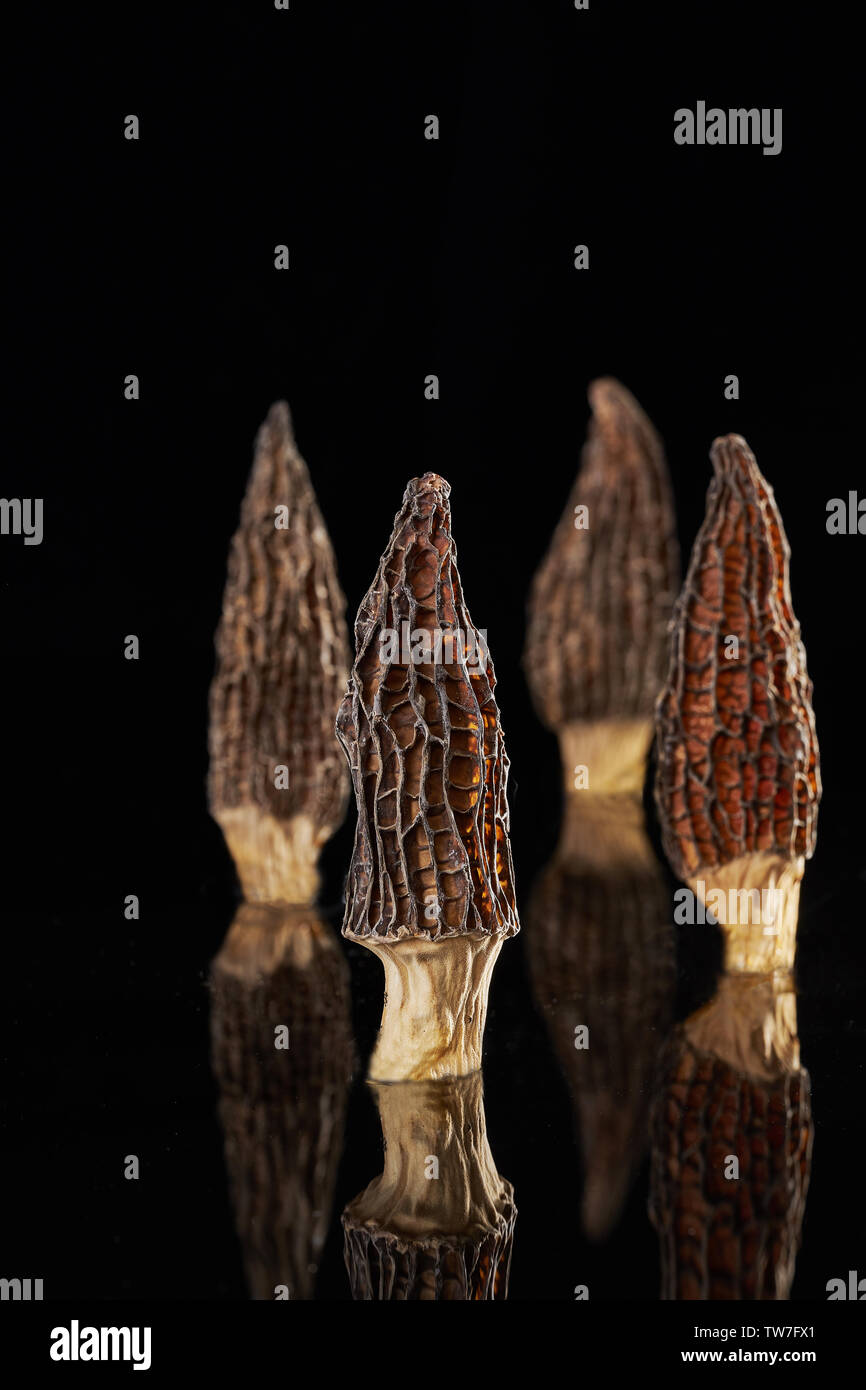 Mycelium art hi-res stock photography and images - Alamy