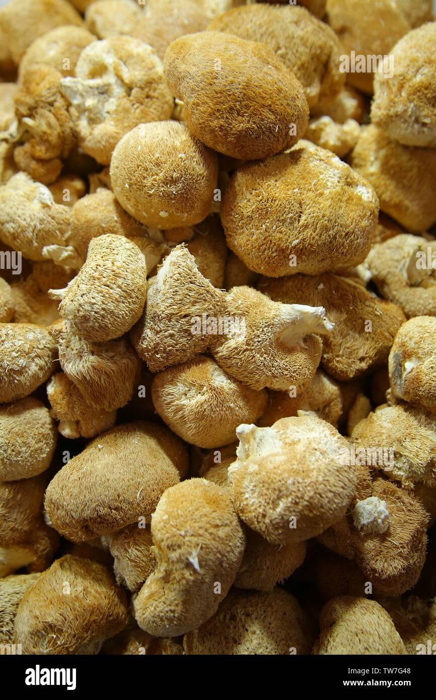 Monkey head mushroom hi-res stock photography and images - Alamy