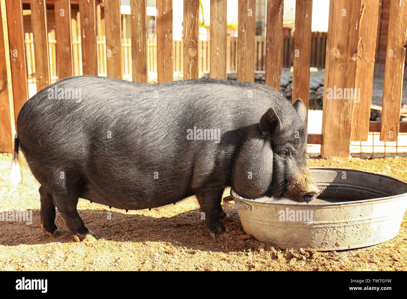 Cute pig drinking water on farm Stock Photo - Alamy