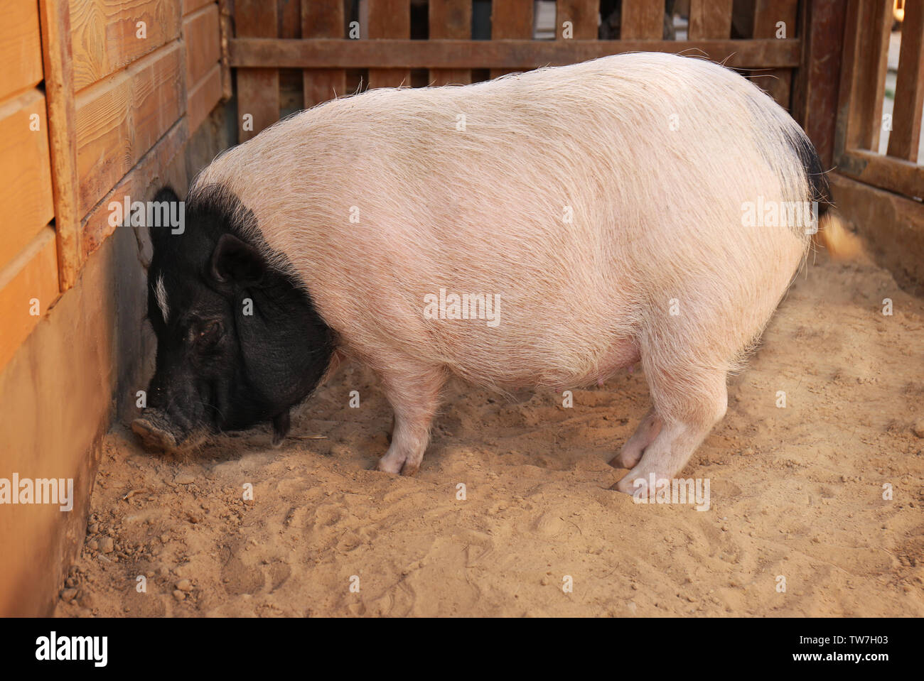 Cute pig on farm Stock Photo - Alamy