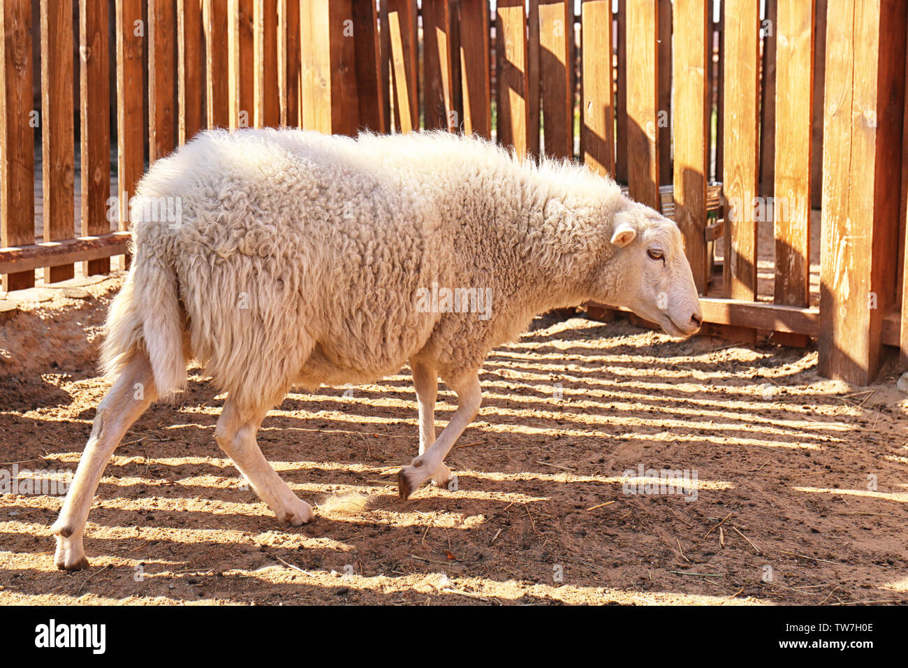 Cute sheep on farm Stock Photo - Alamy