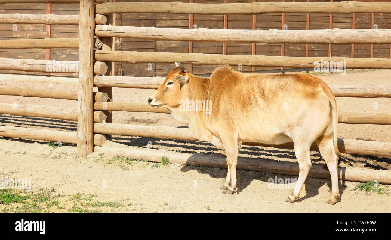 Cute zebu in zoological garden Stock Photo - Alamy