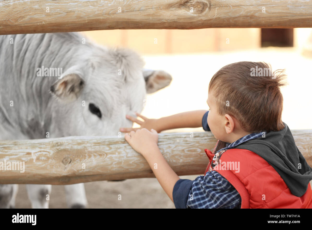 Little boy with cow in petting zoo Stock Photo - Alamy