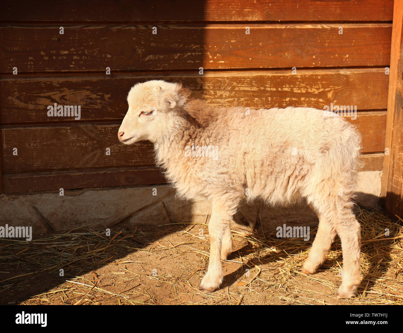 Cute little lamb on farm Stock Photo - Alamy